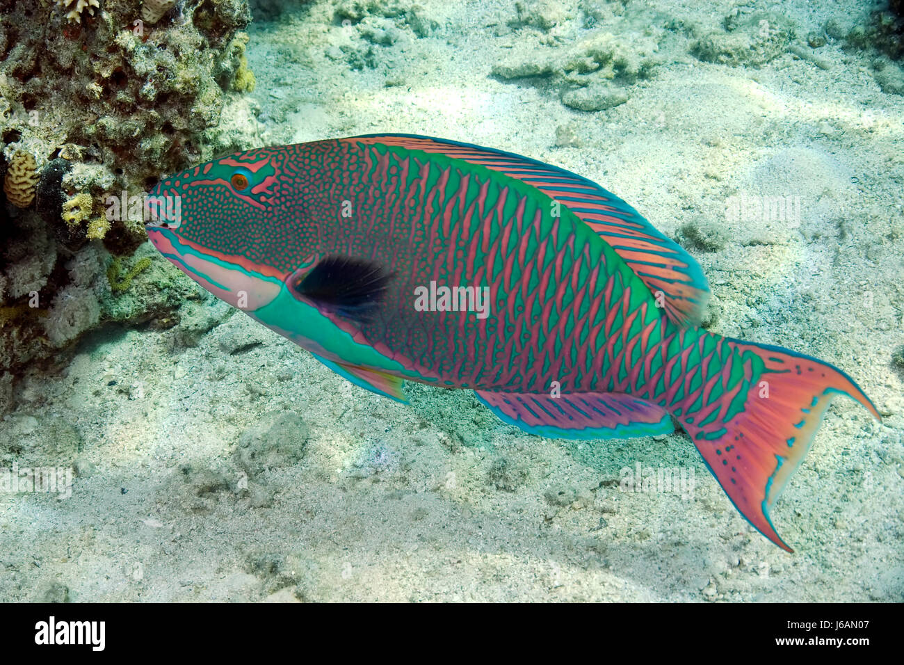 blue animal fish underwater exotic wet tropical navy marine diving ...