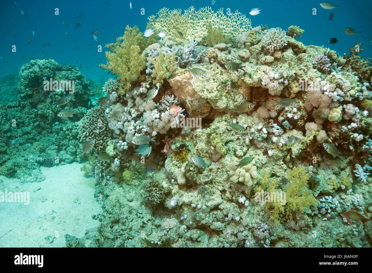 blue animal fish underwater exotic wet tropical navy marine diving ...
