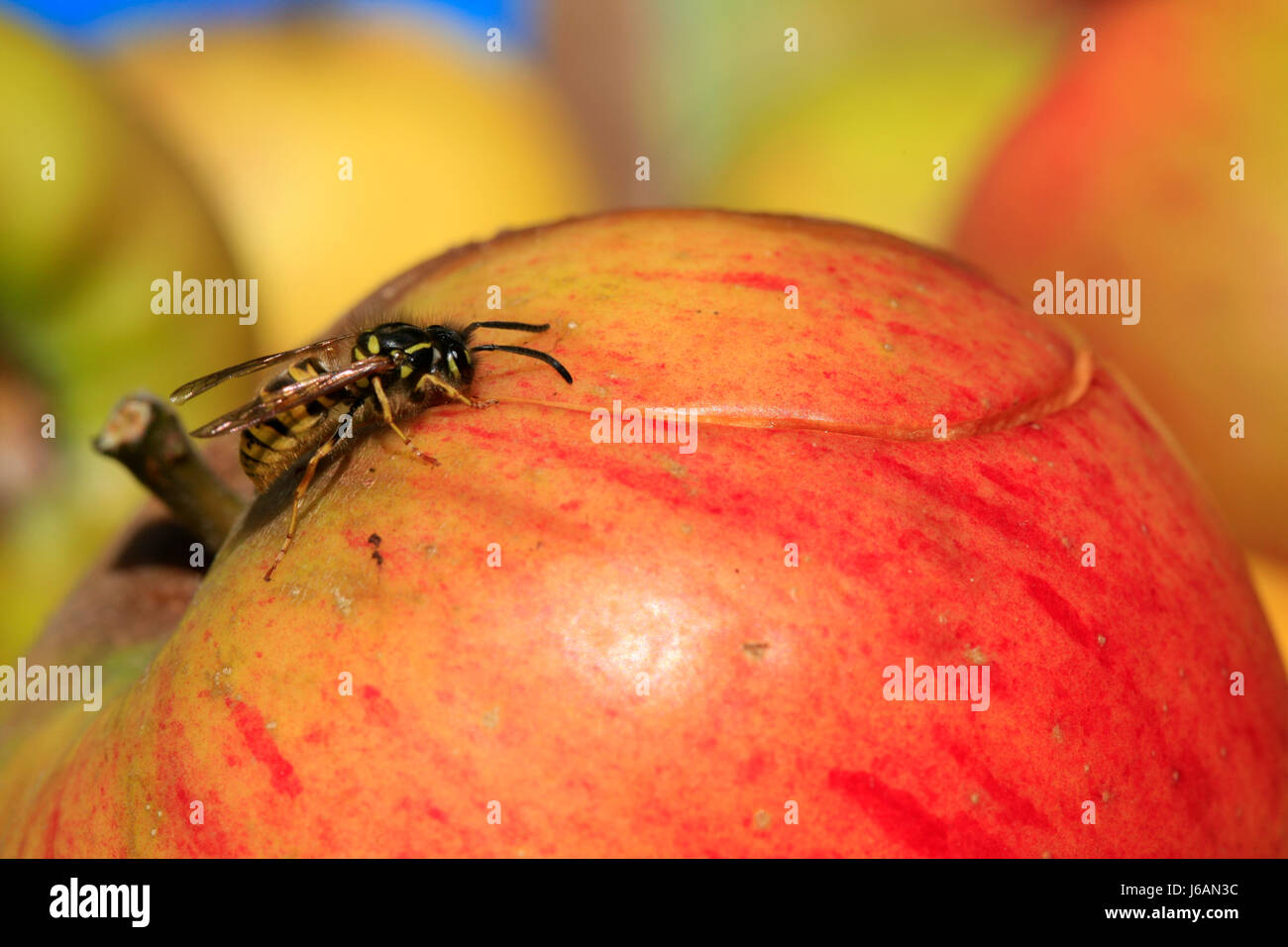 Insect windfall fruit hi-res stock photography and images - Alamy