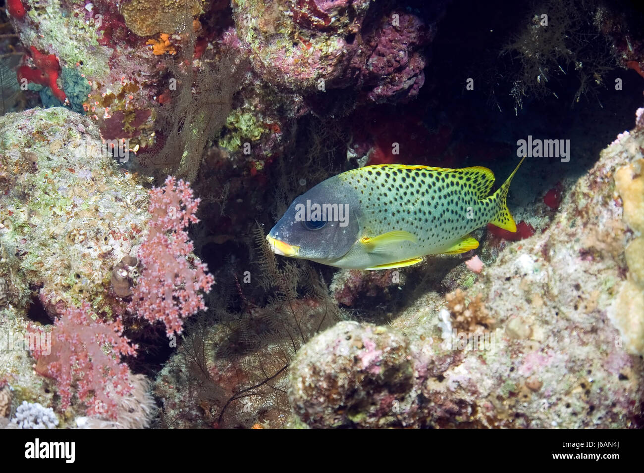 blue animal fish underwater exotic wet tropical navy marine diving ...