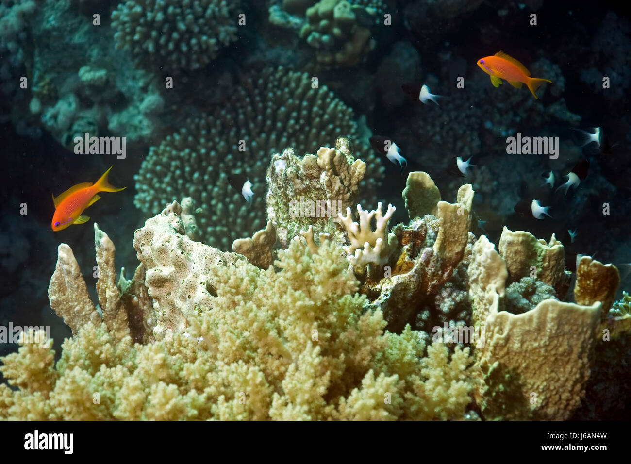 blue animal fish underwater exotic wet tropical navy marine diving ...