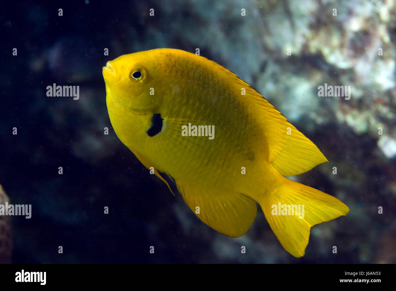 blue animal fish underwater exotic wet tropical navy marine diving ...