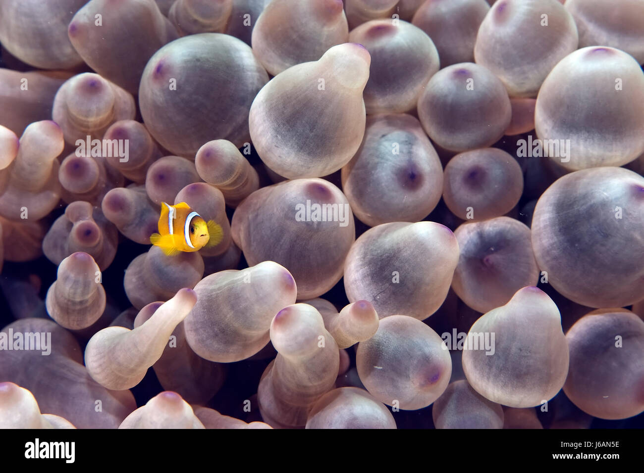 blue animal fish underwater exotic wet tropical navy marine diving ...