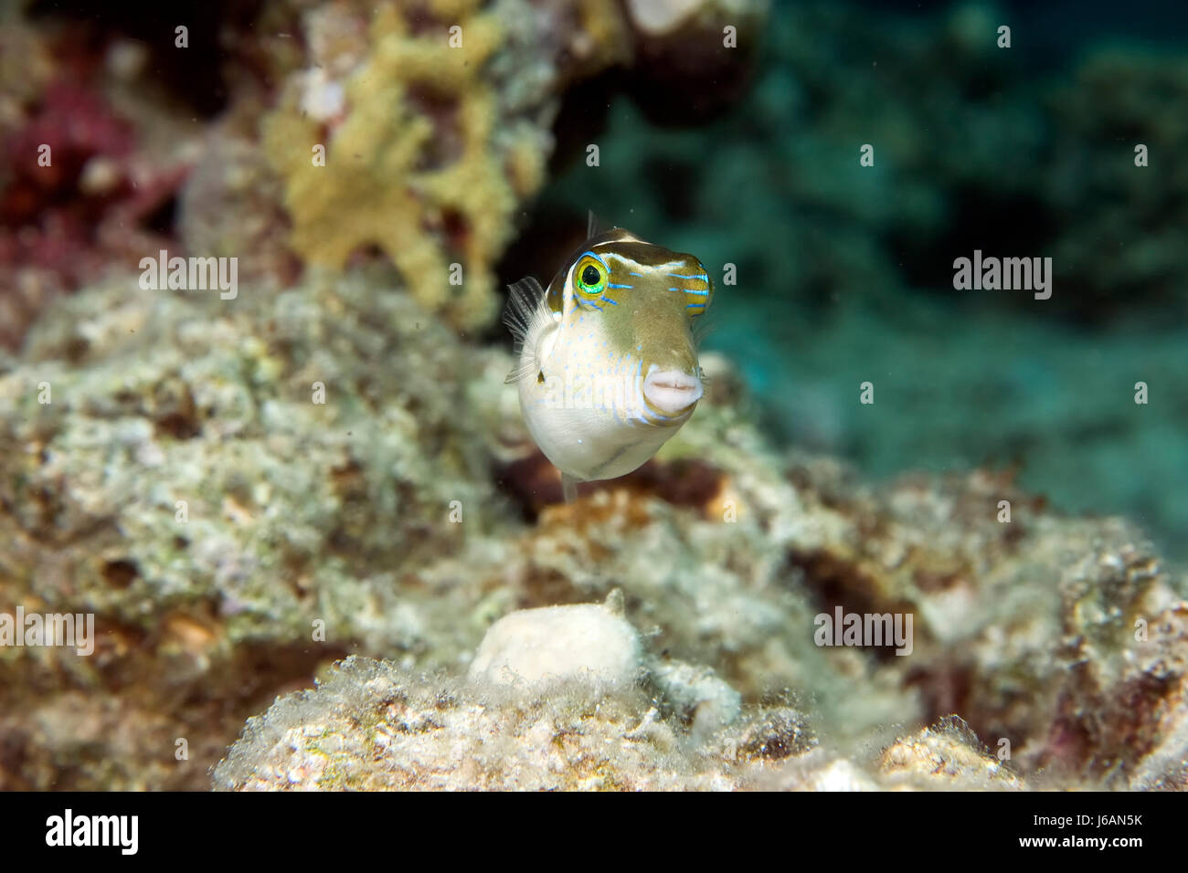 blue animal fish underwater exotic wet tropical navy marine diving ...