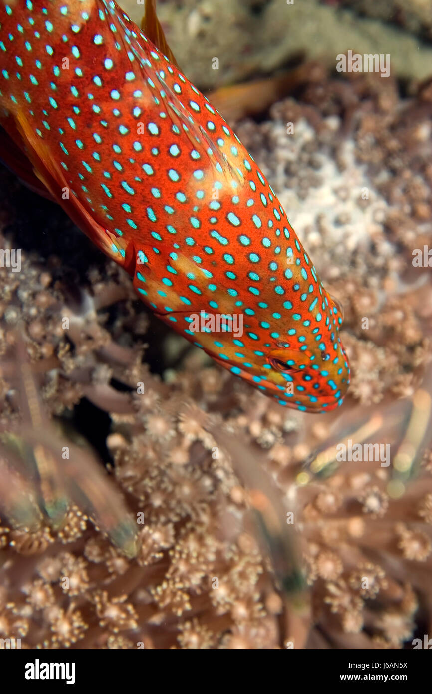 blue animal fish underwater exotic wet tropical hind navy marine diving ...
