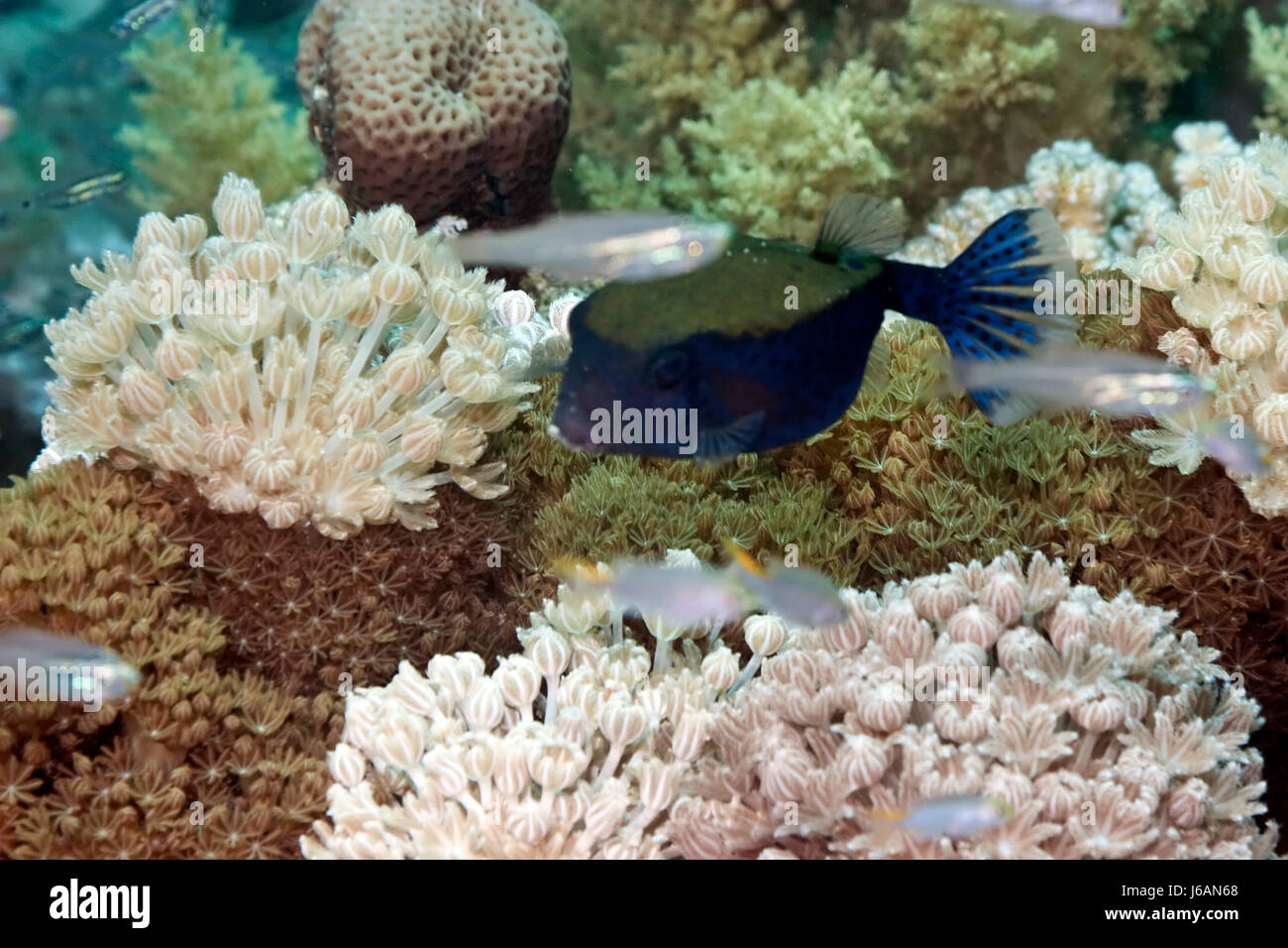 blue animal fish underwater exotic wet tropical navy marine diving ...