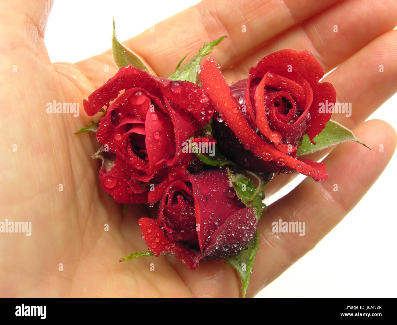 three roses in hand open Stock Photo - Alamy