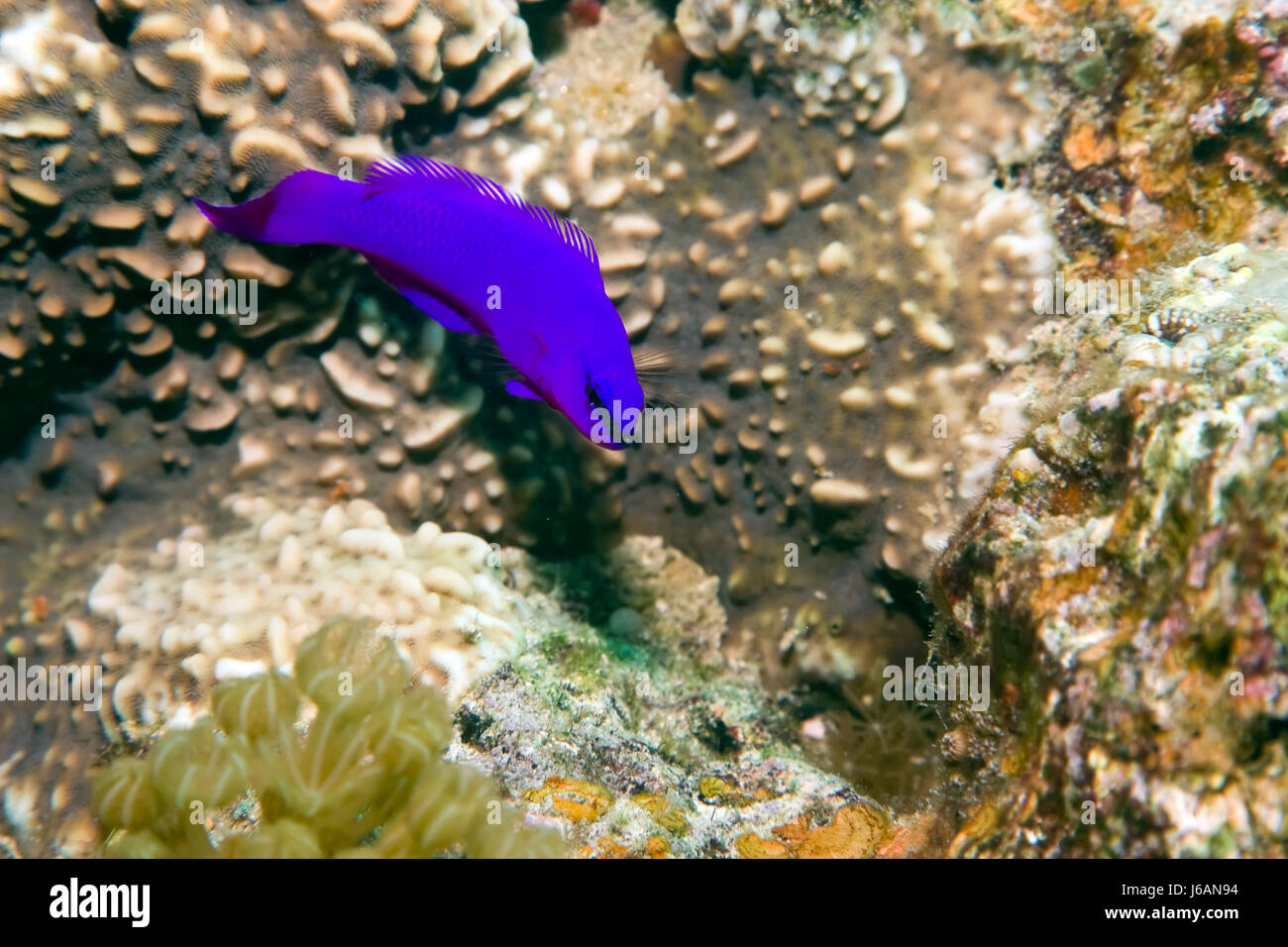 blue animal fish underwater exotic wet tropical navy marine diving ...