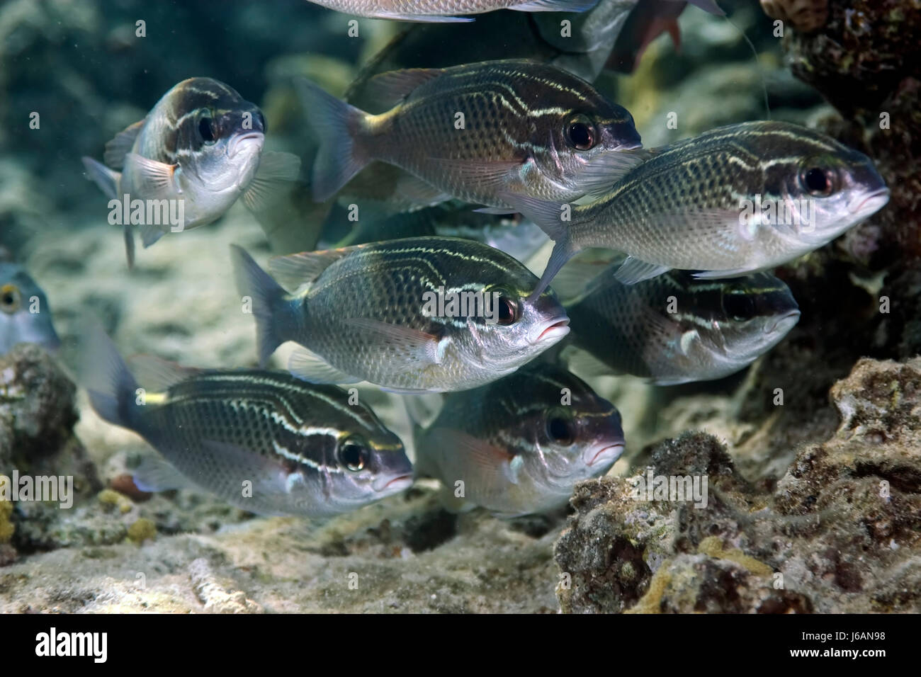 blue animal fish underwater exotic wet tropical navy marine arabian ...