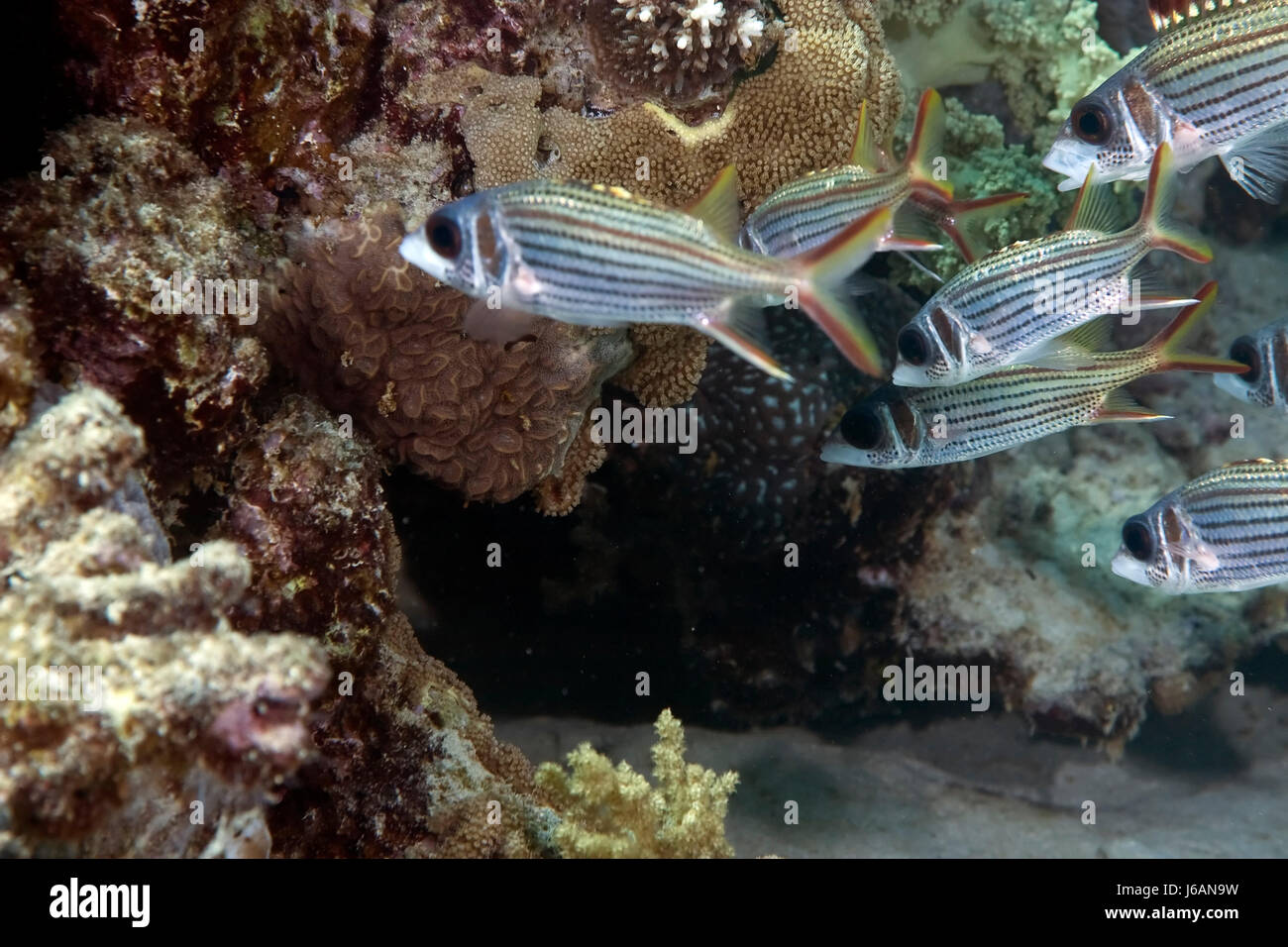 blue animal fish underwater exotic wet tropical navy marine diving ...