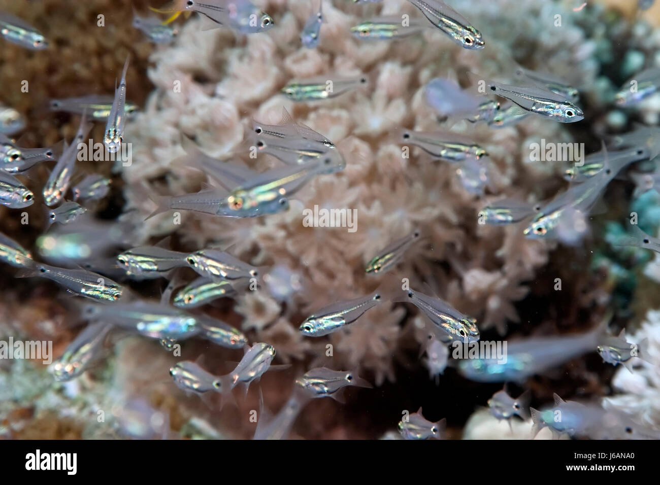 blue animal fish underwater exotic wet tropical navy marine diving ...