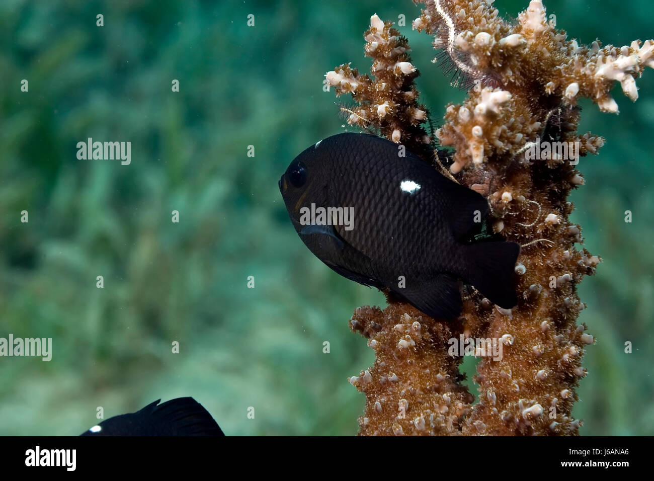 blue animal fish underwater exotic wet tropical navy marine diving ...