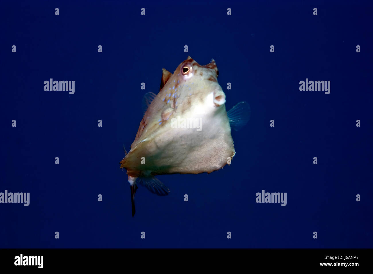 blue animal fish underwater exotic wet tropical navy marine diving ...