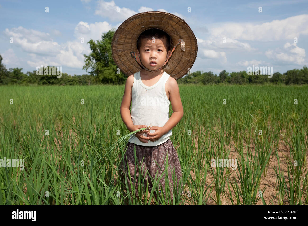 asia thailand paddy field asia agriculture farming field hat thailand ...