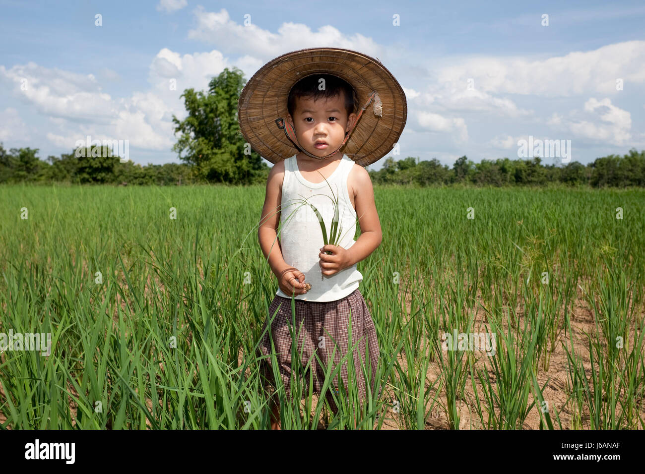 asia thailand paddy field asia agriculture farming field hat thailand ...
