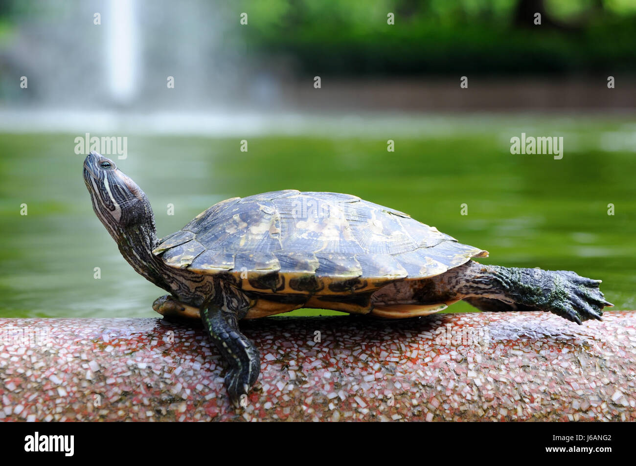 Turtle shell top view hi-res stock photography and images - Alamy
