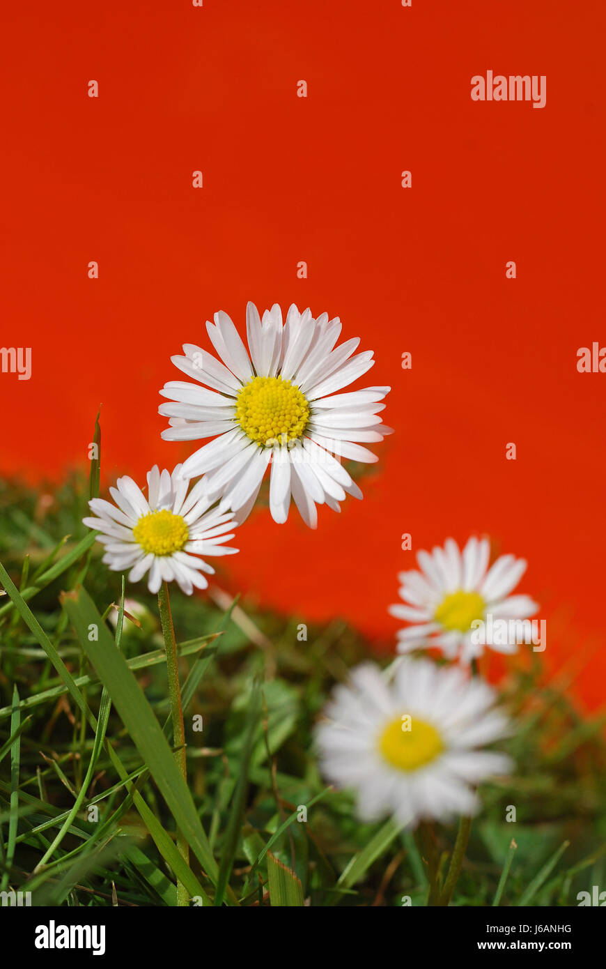 flower plant florets daisy backdrop background red flower plant bloom ...