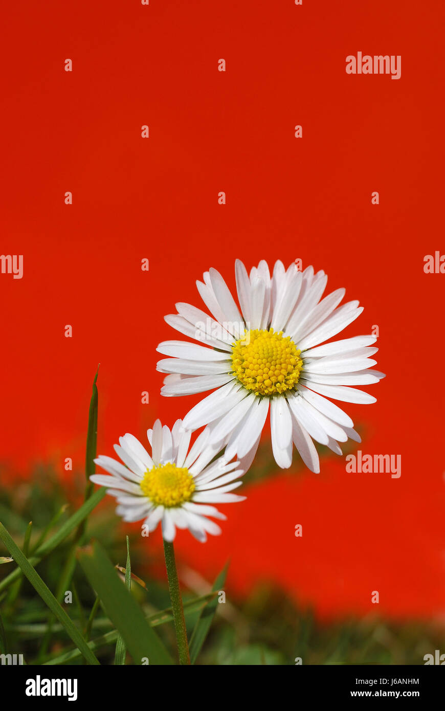 flower plant florets daisy backdrop background red flower plant bloom ...