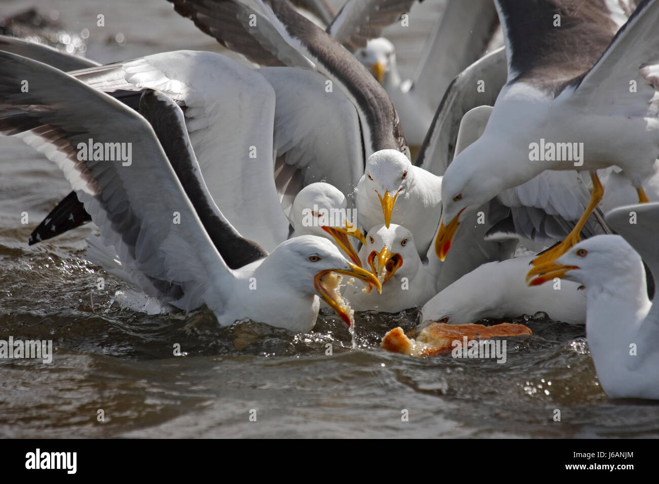 Ravenous bird hi-res stock photography and images - Alamy