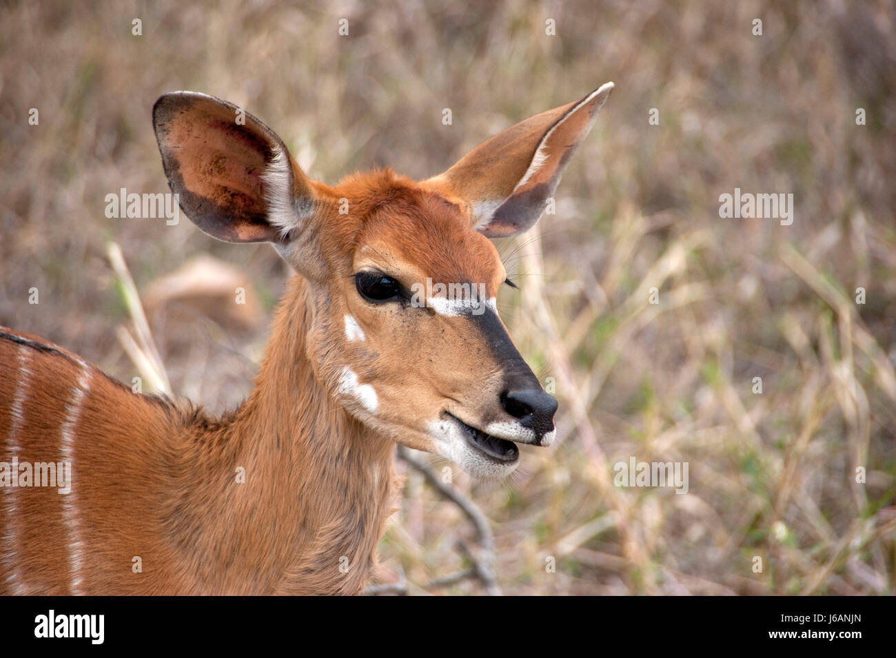female south africa female national park africa south africa impala ...