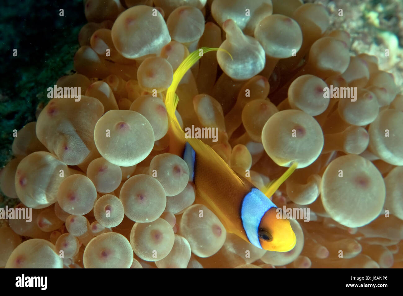 blue animal fish underwater exotic wet tropical anemone navy marine ...