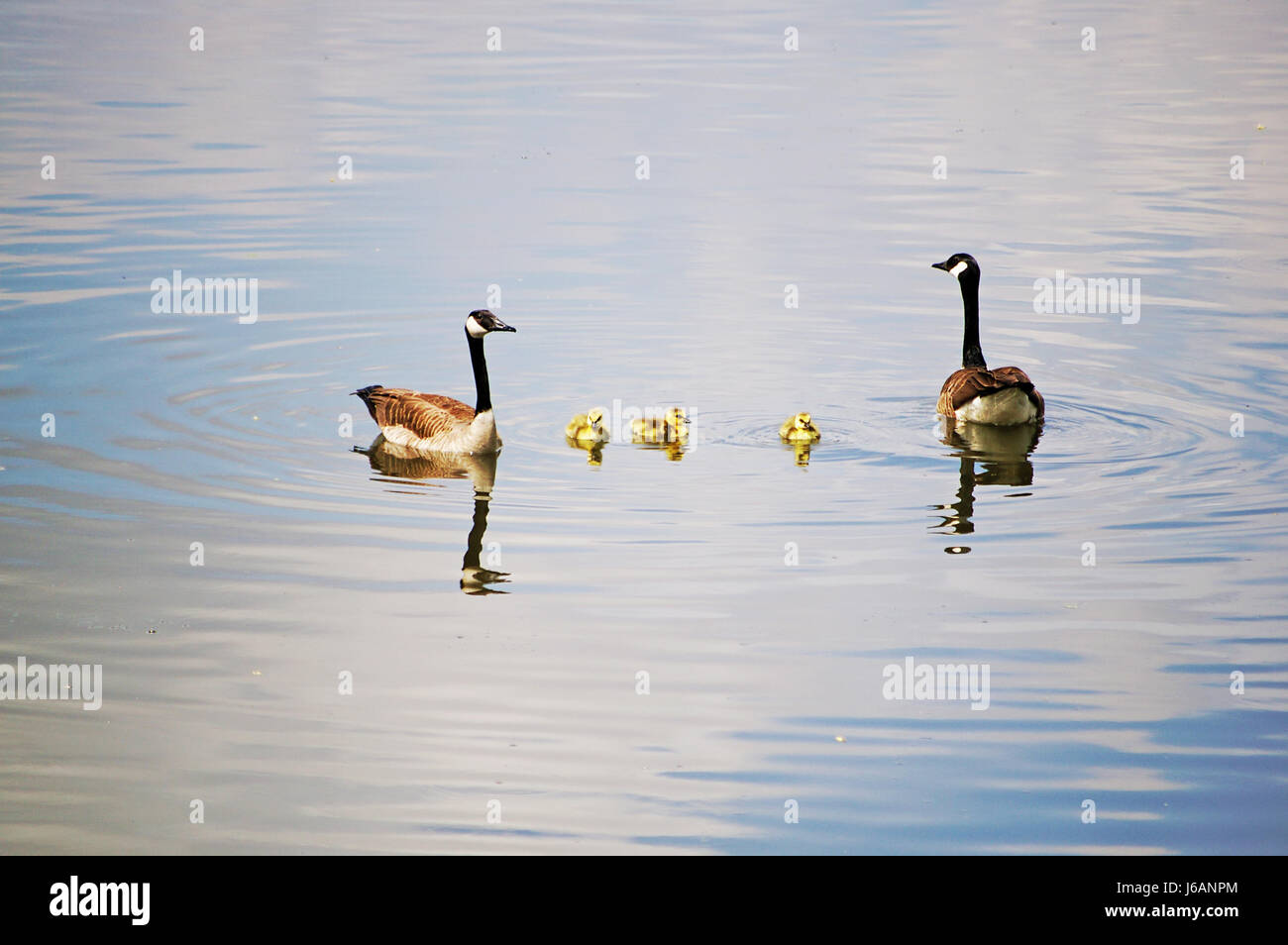 duck wildlife protect protection fresh water pond water goose lake ...