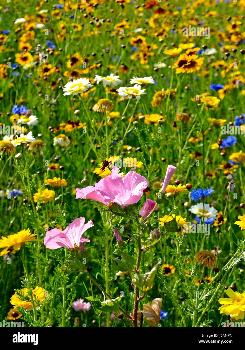 blue flower meadow summertime mallow firmament sky summer flowers blue ...