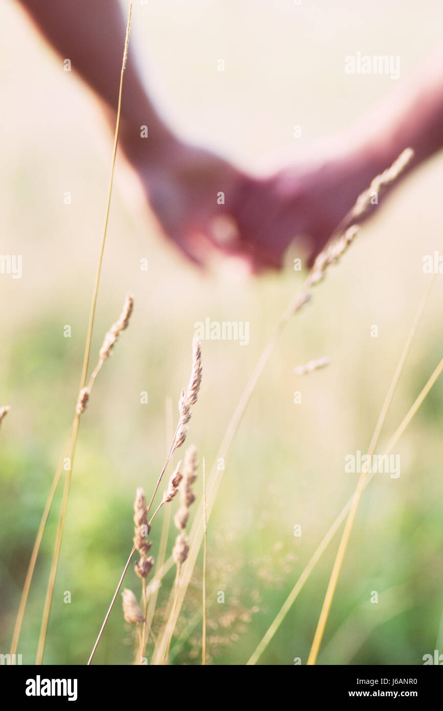 Common finger grass hi-res stock photography and images - Alamy