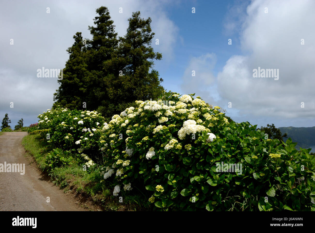 hydrangeas in sete cidades Stock Photo - Alamy