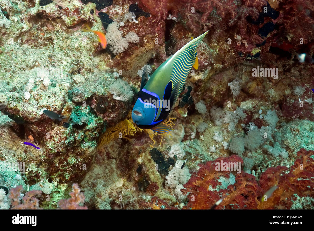 blue animal fish underwater exotic wet tropical navy marine emperor ...
