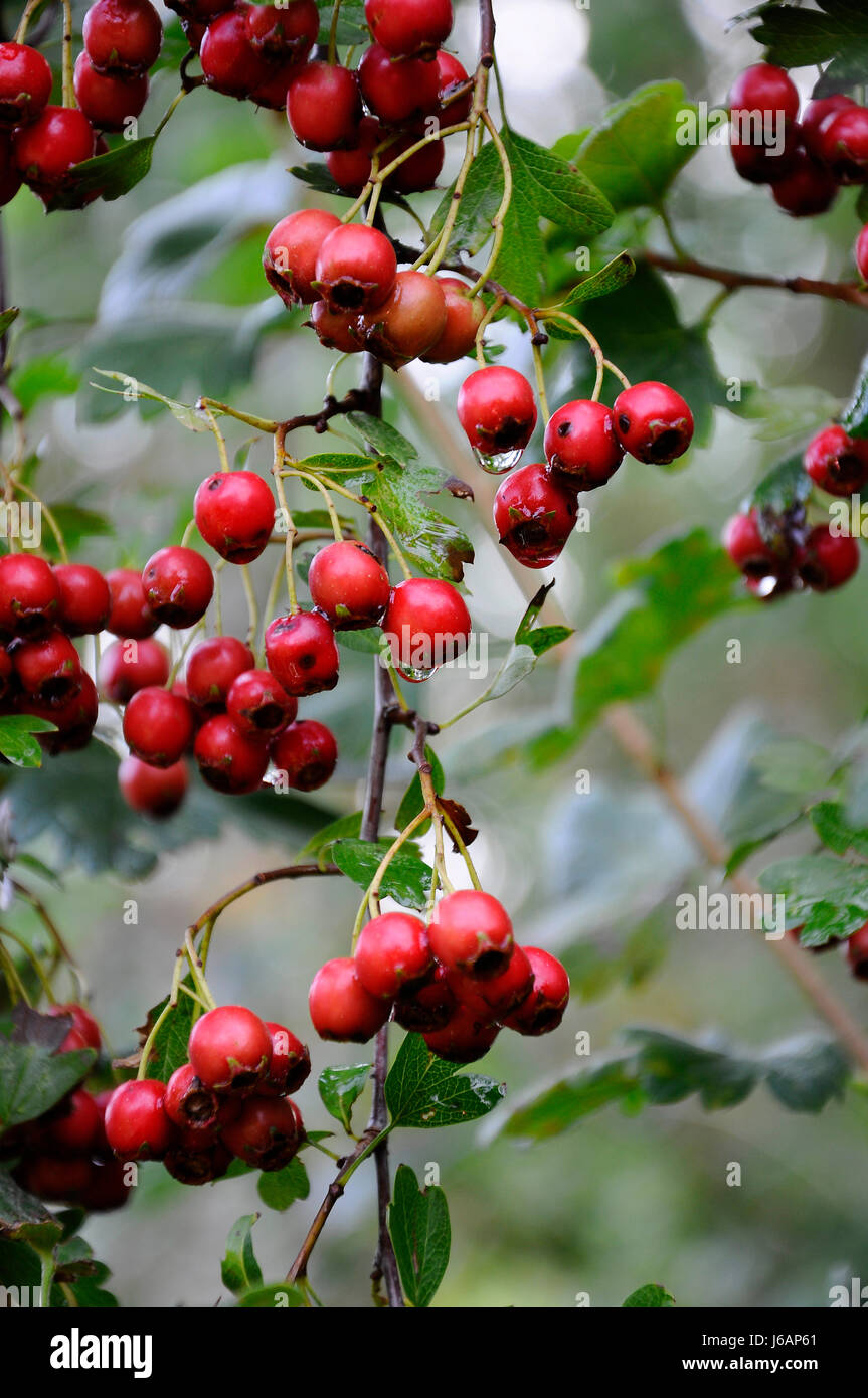 tree shrub homeopathy means agent medicine drug remedy substance leaf ...