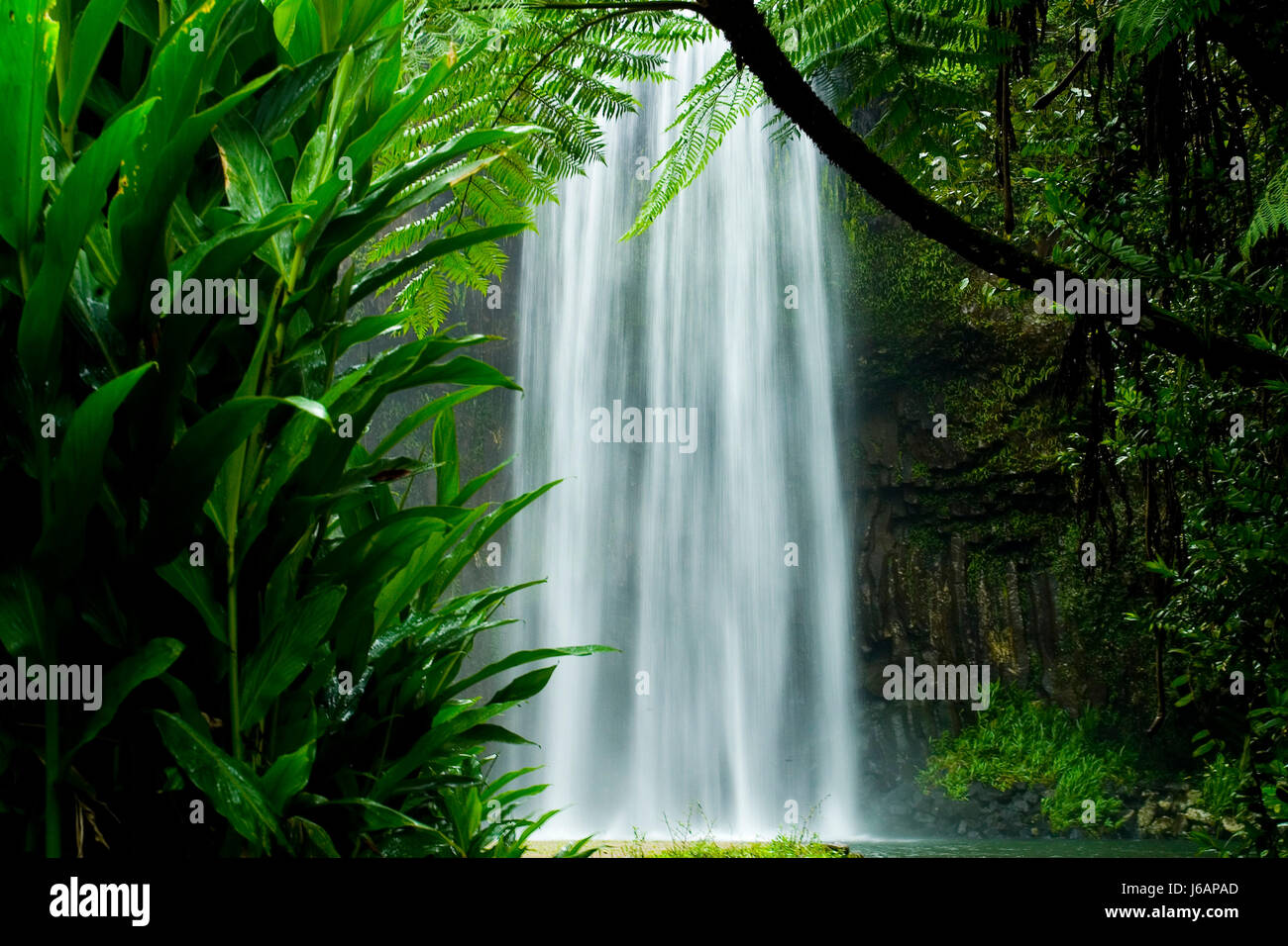 tree trees flow waterfall evergreen moist lawn green virgin water ...
