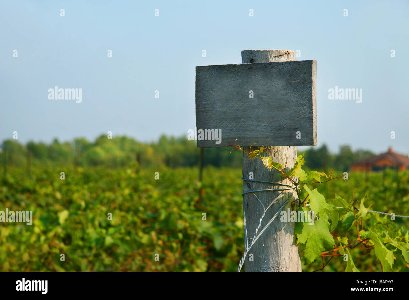 leaf lifestyle agriculture farming field wine europe ripe freshness ...