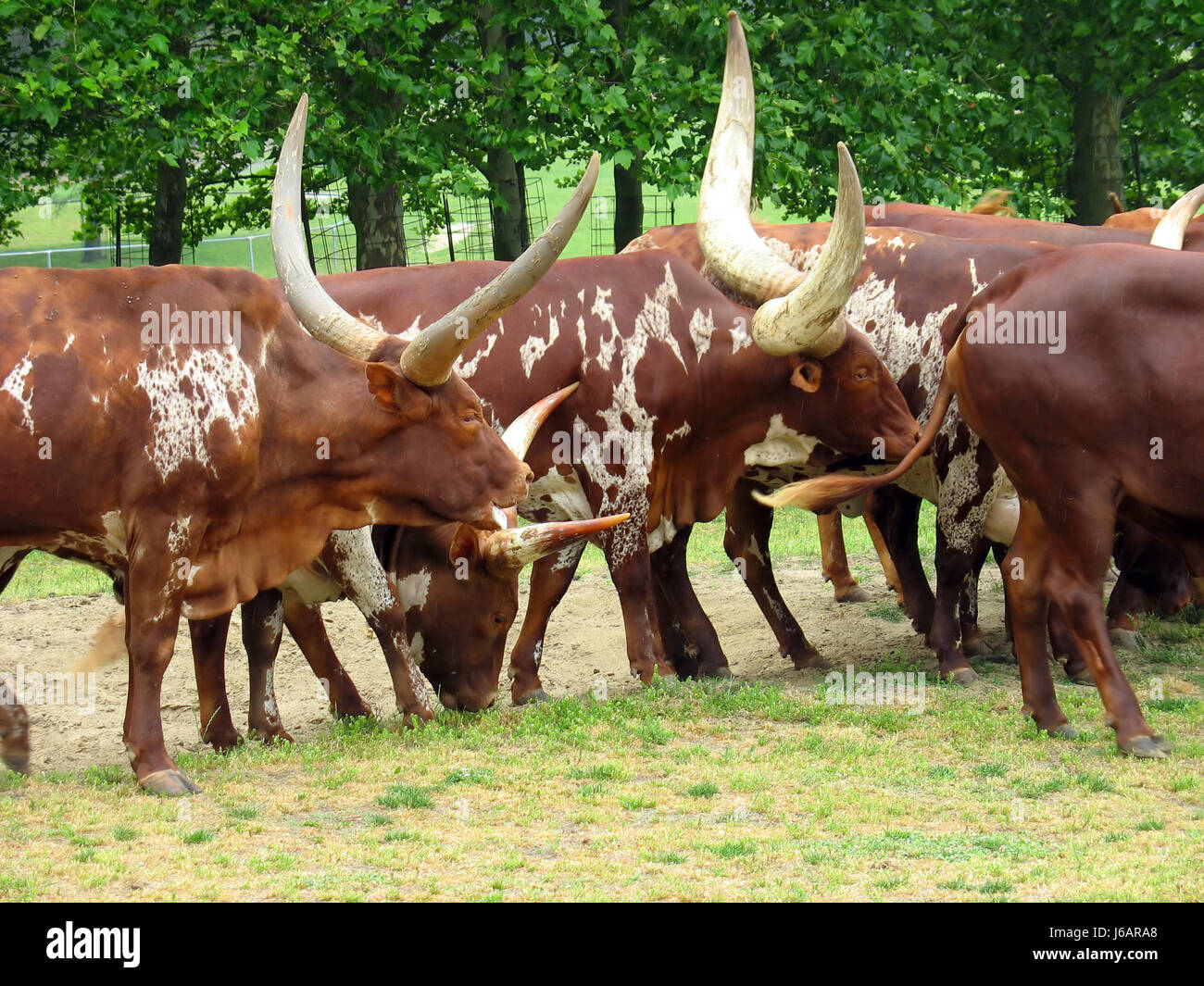motion postponement moving movement wild animals zoo mammals west ...