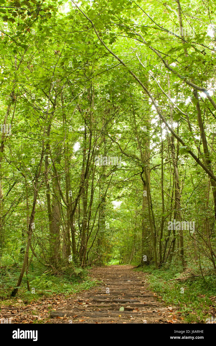 park summer summerly path way lawn green forest fresh nature beautiful ...