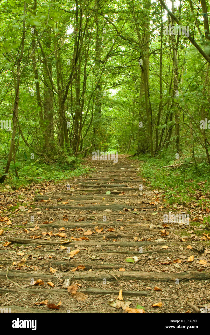 park summer summerly path way lawn green forest fresh nature beautiful ...