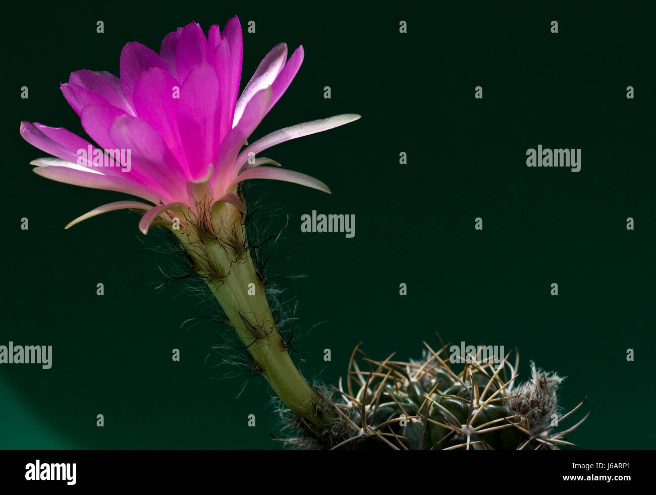pink flowering cactus Stock Photo - Alamy