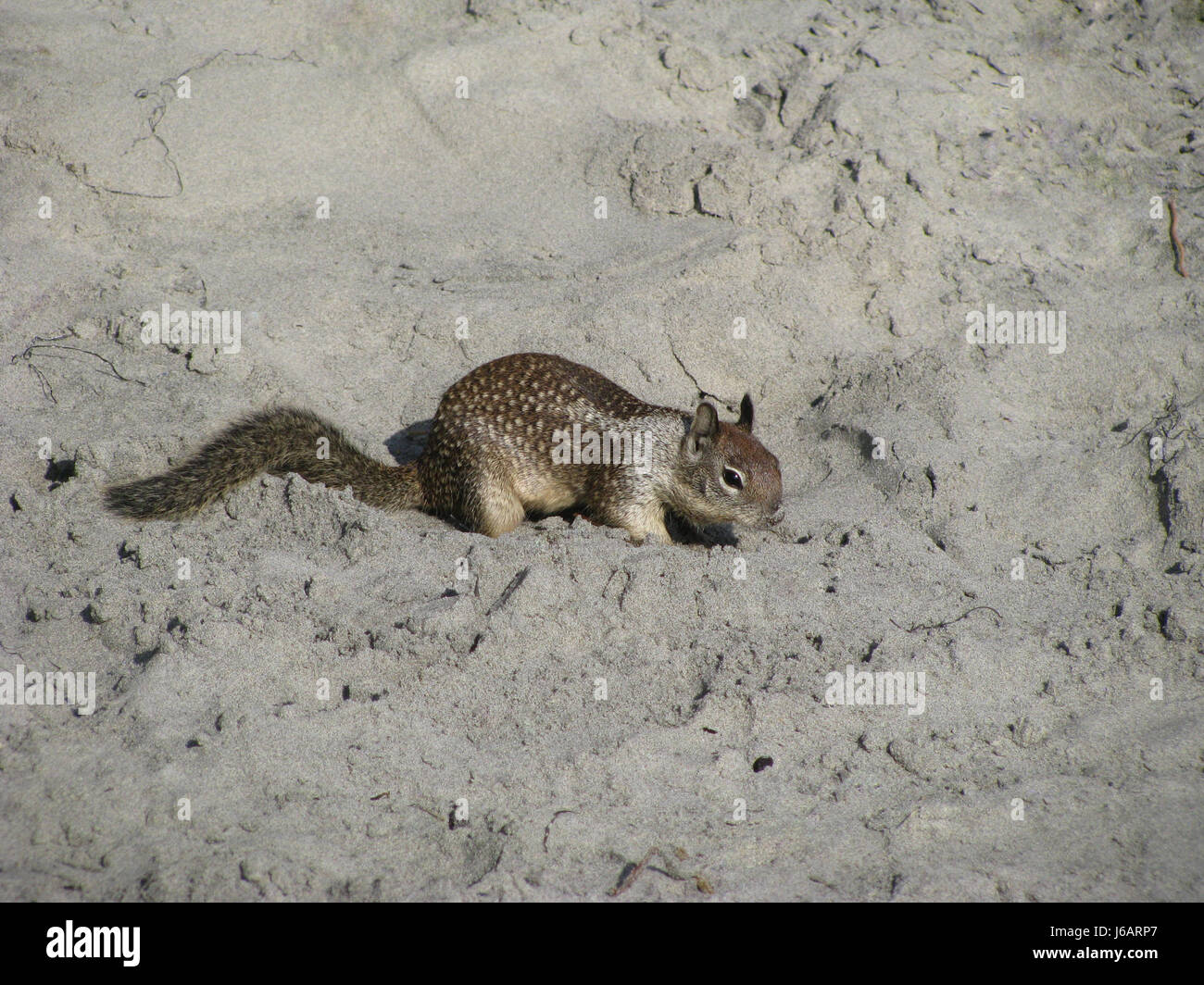Fauna animals hi-res stock photography and images - Alamy
