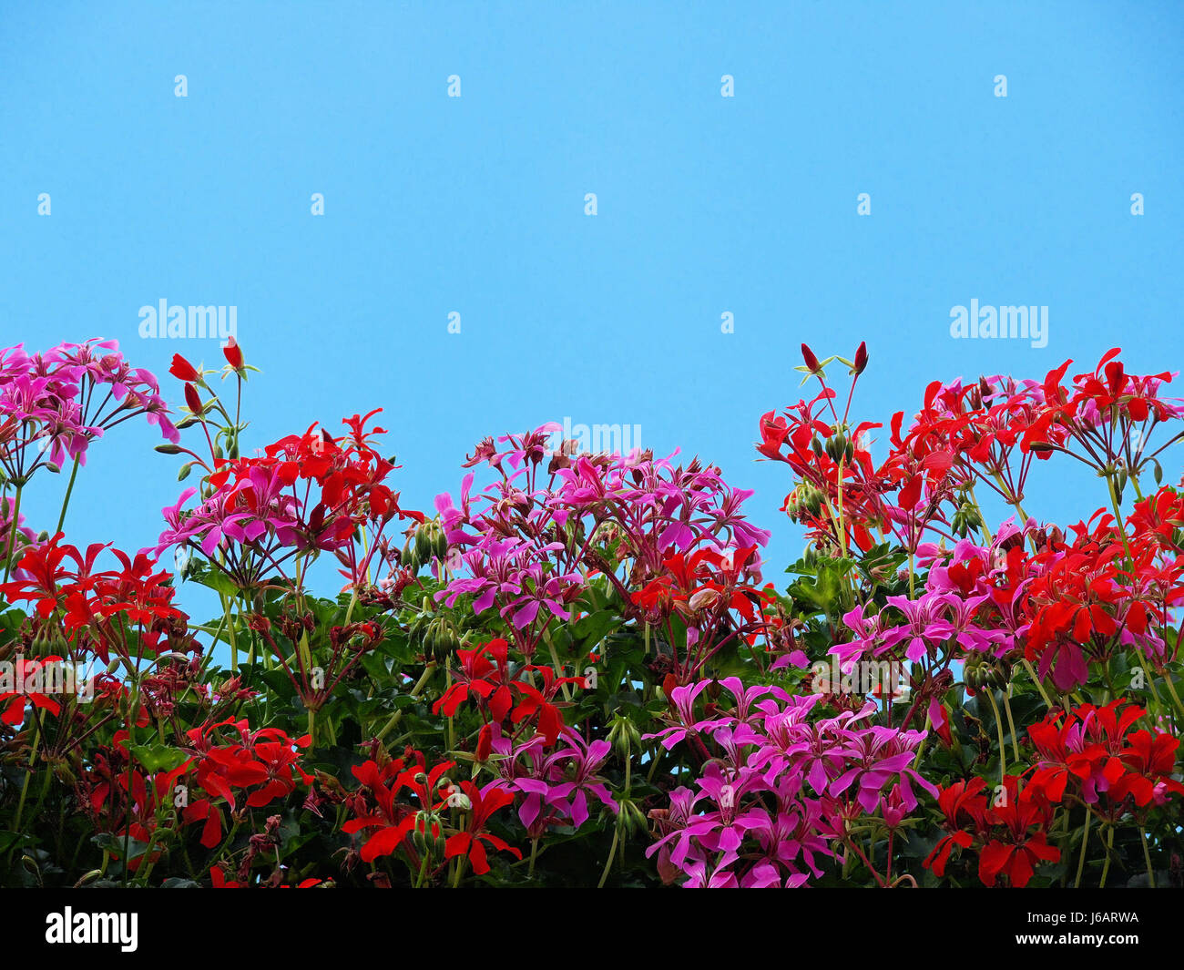 plant flower flowers geranium geraniums red pink blue plant bloom ...