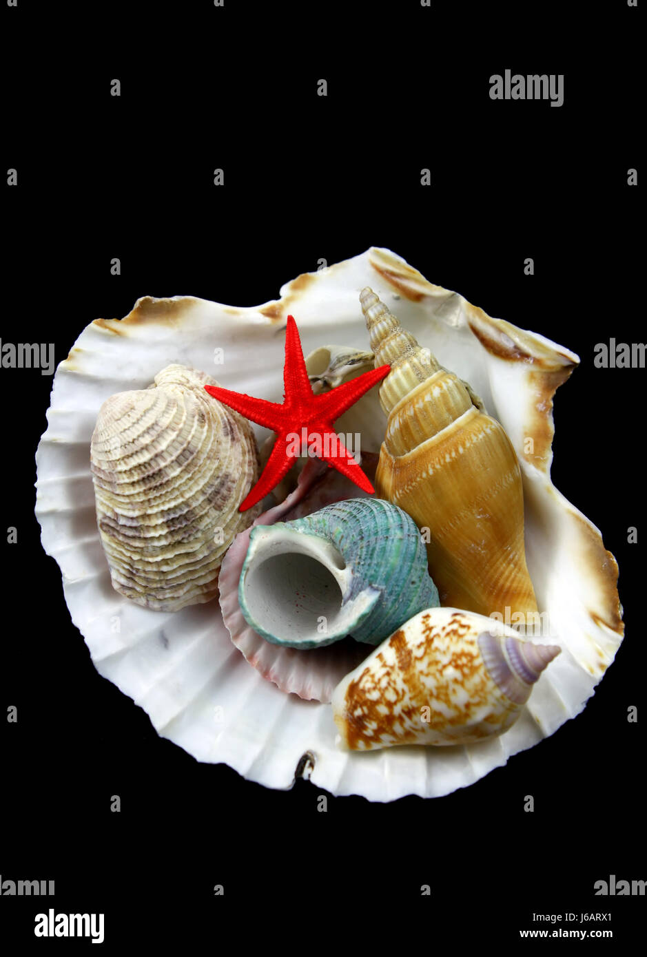 Conch shell black and white hi-res stock photography and images - Alamy