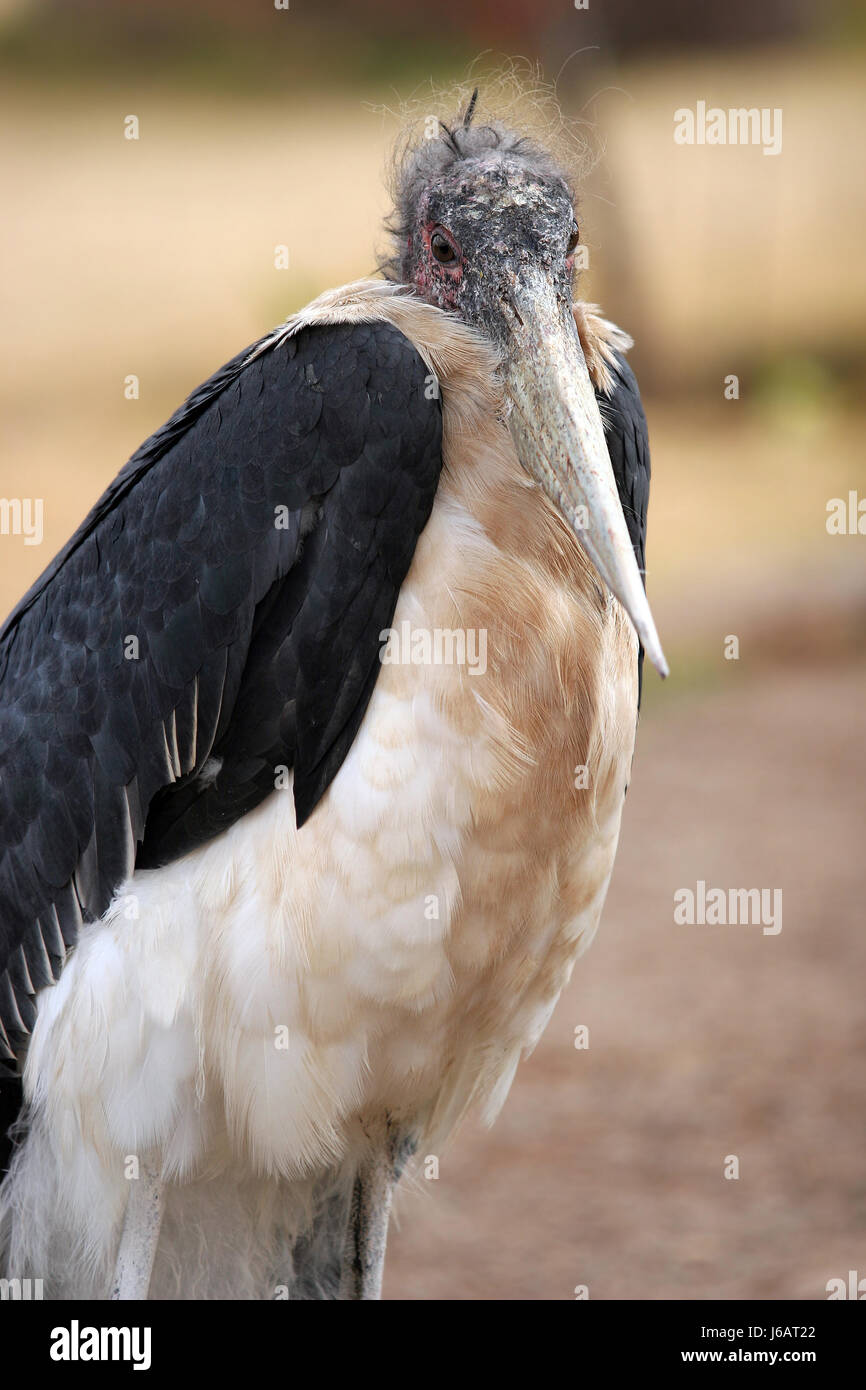 animal bird africa black swarthy jetblack deep black beak African bald ...