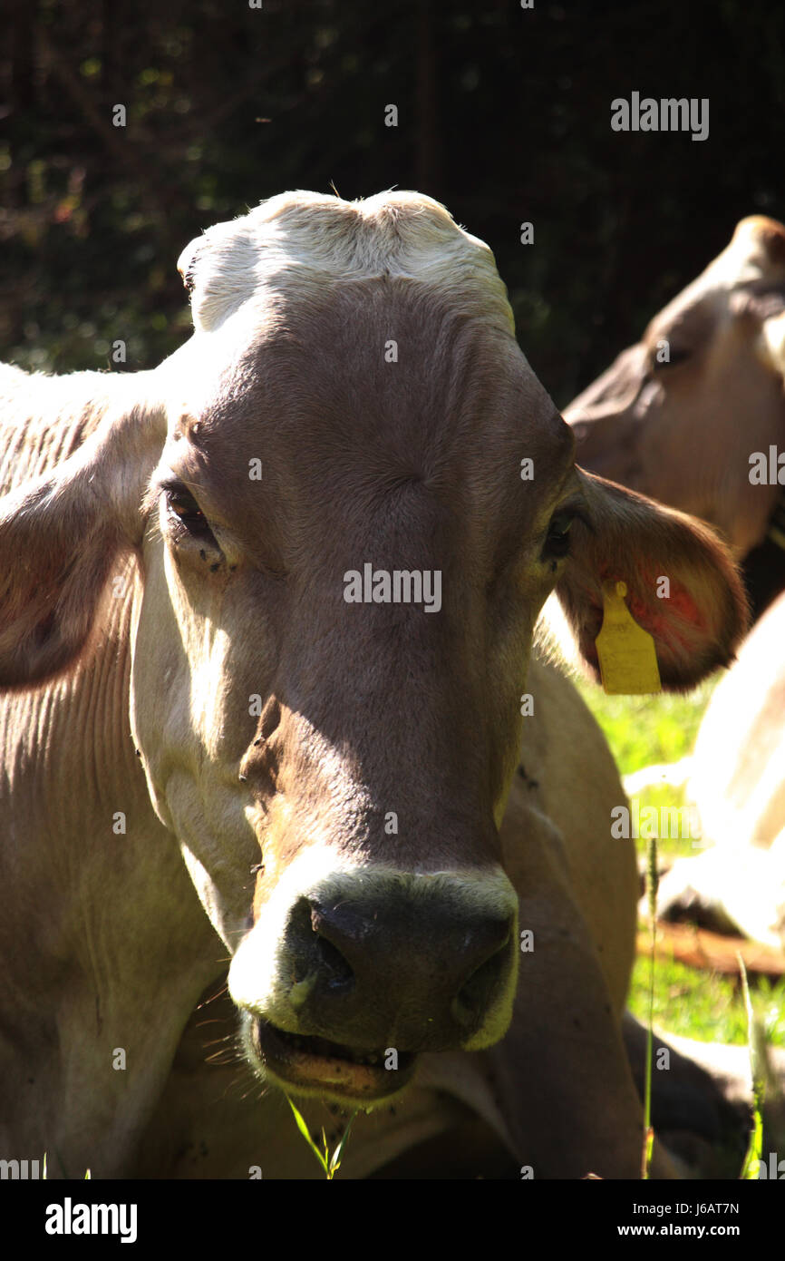milk cow bovine cows bullock animals bull agriculture farming austrians ...