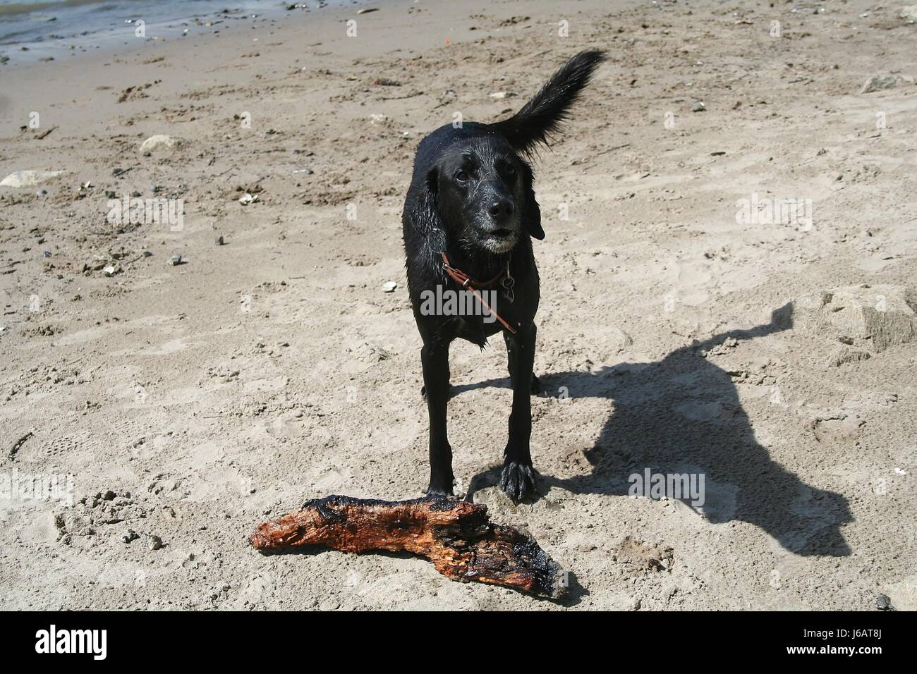 labrador on the beach Stock Photo - Alamy