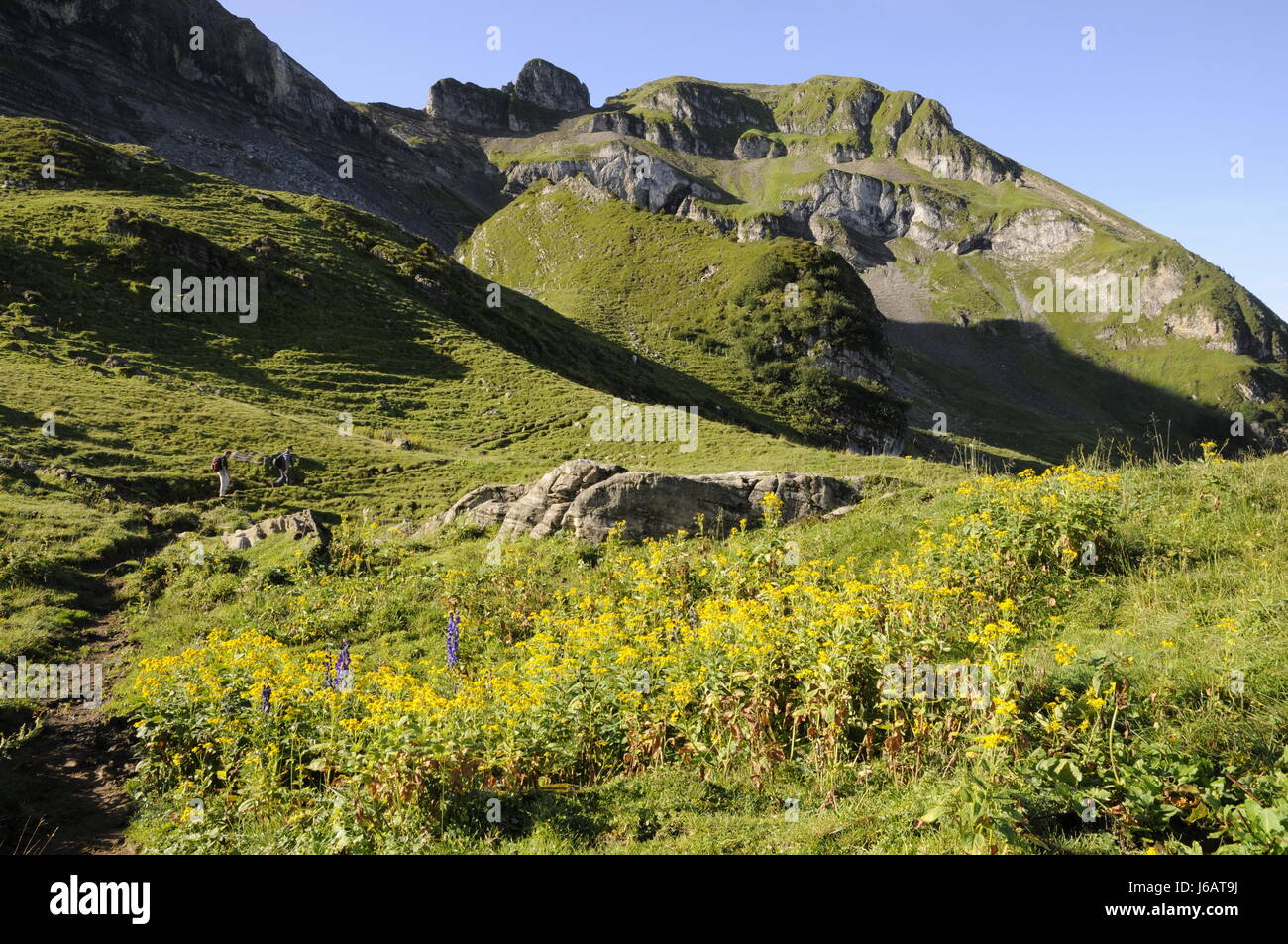 mountains alps summit climax peak mountain flower plant alps hike go ...