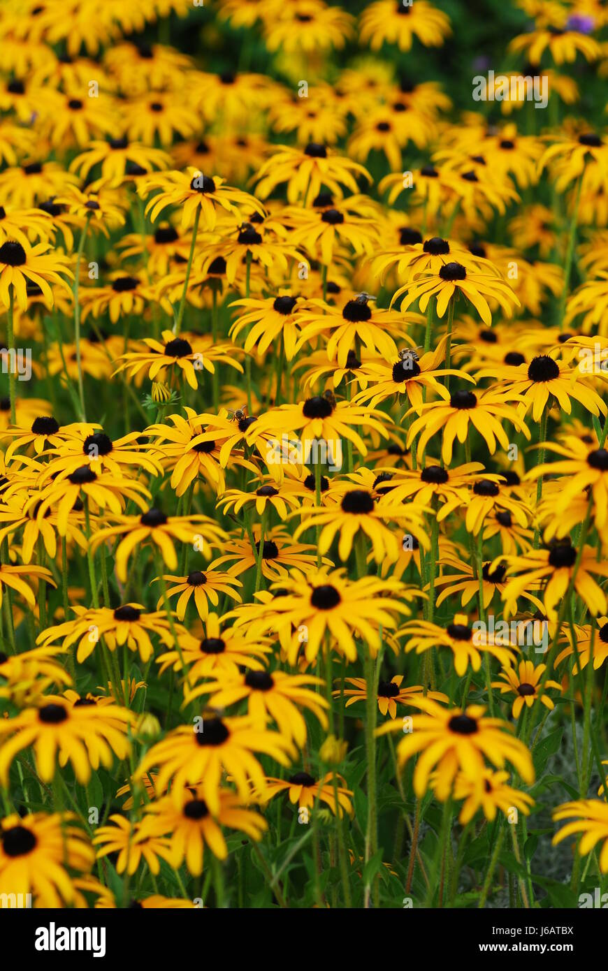 shine shines bright lucent light serene luminous flower plant botany ...