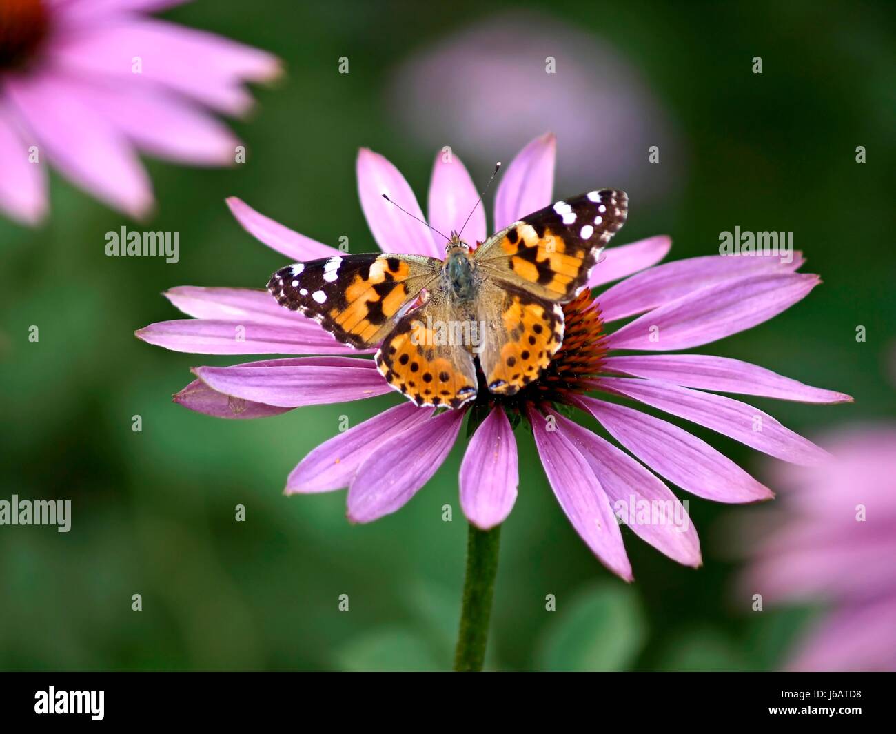 butterfly american insects butterfly cure medicinal plant medical ...