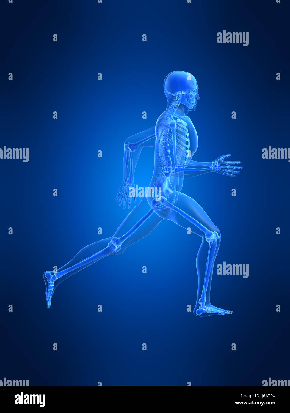 sport sports medicinally medical human human being skeleton anatomy ...