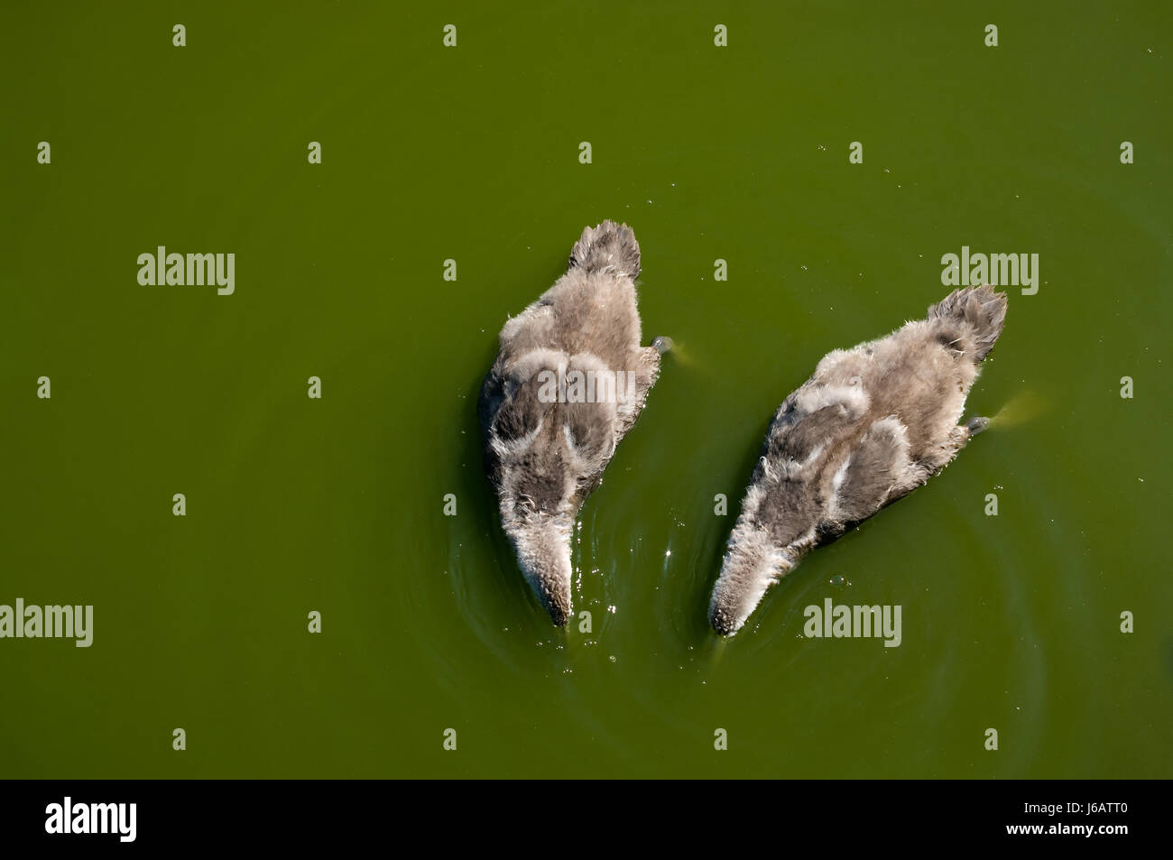 green swans algae under to gorge engulf devour headless soilage water ...