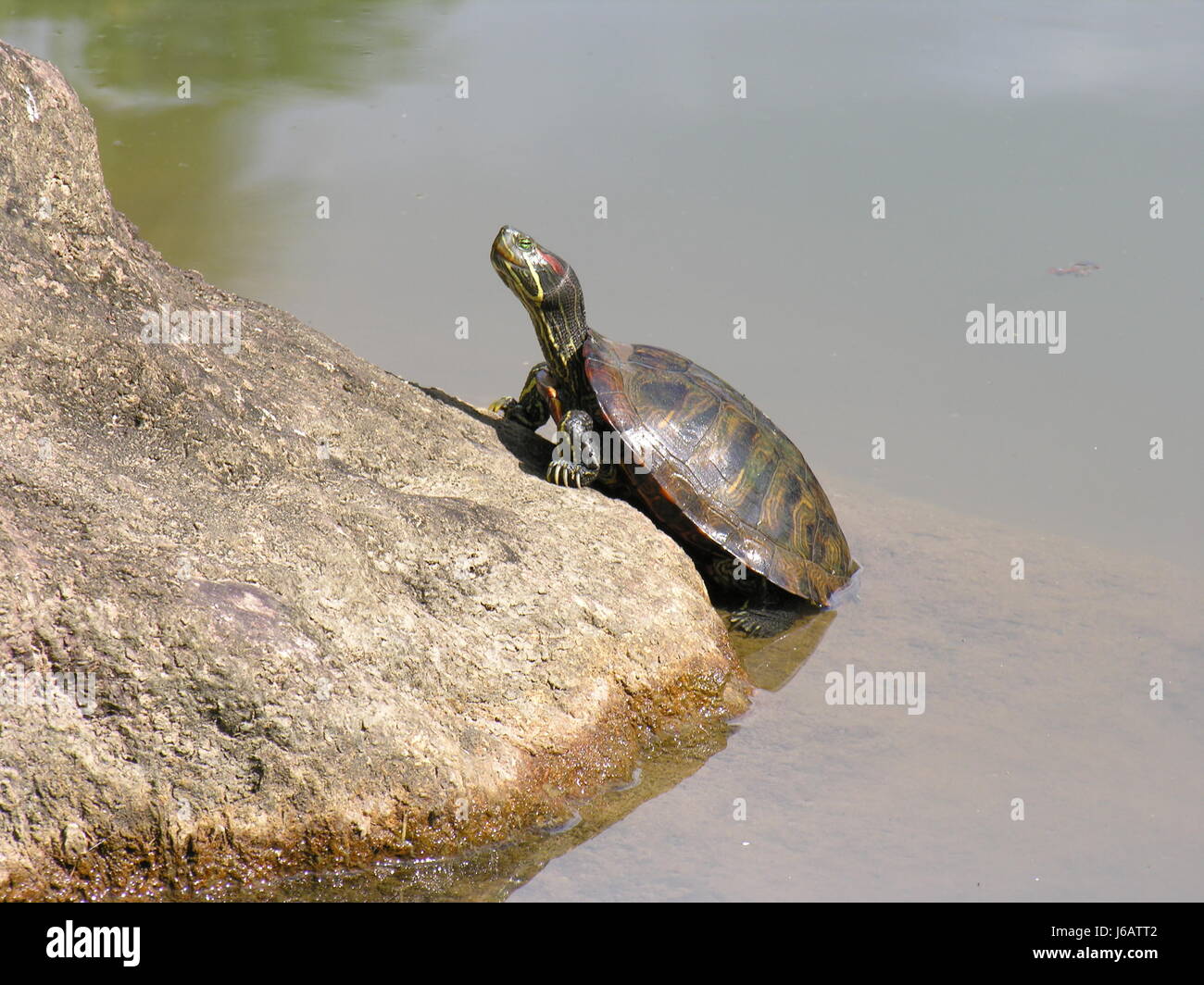 Schildkrte wasser wassertier atmen hals hi-res stock photography and ...