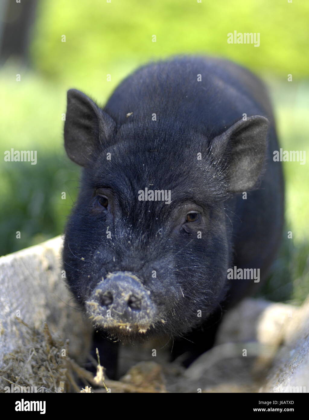 Pig trough hi-res stock photography and images - Alamy